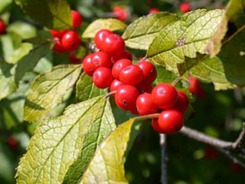 With 780+ species of holly trees, there’s a bright one right for any ...
