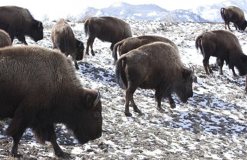 13 bison dead after truck hits herd near Yellowstone park | Chattanooga ...