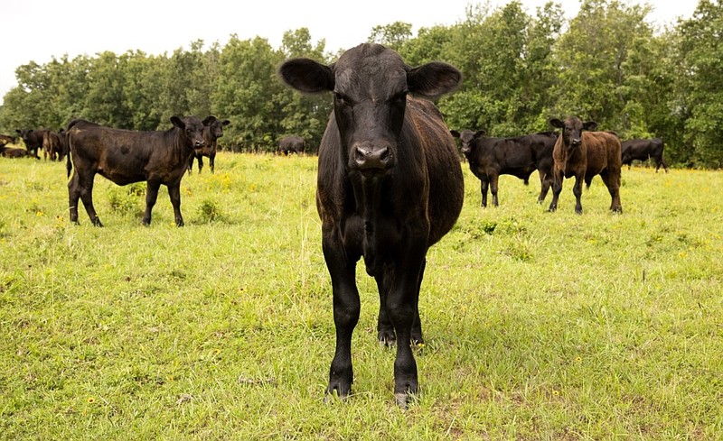 Drought led to culling of Arkansas cattle herds in 2022 | Northwest ...