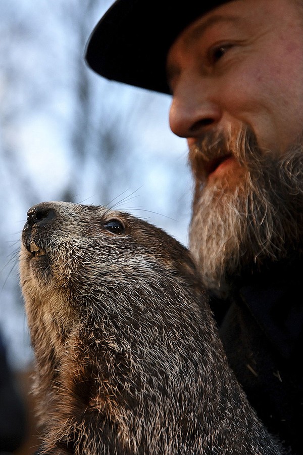 Famous groundhog augurs more winter | The Arkansas Democrat-Gazette ...
