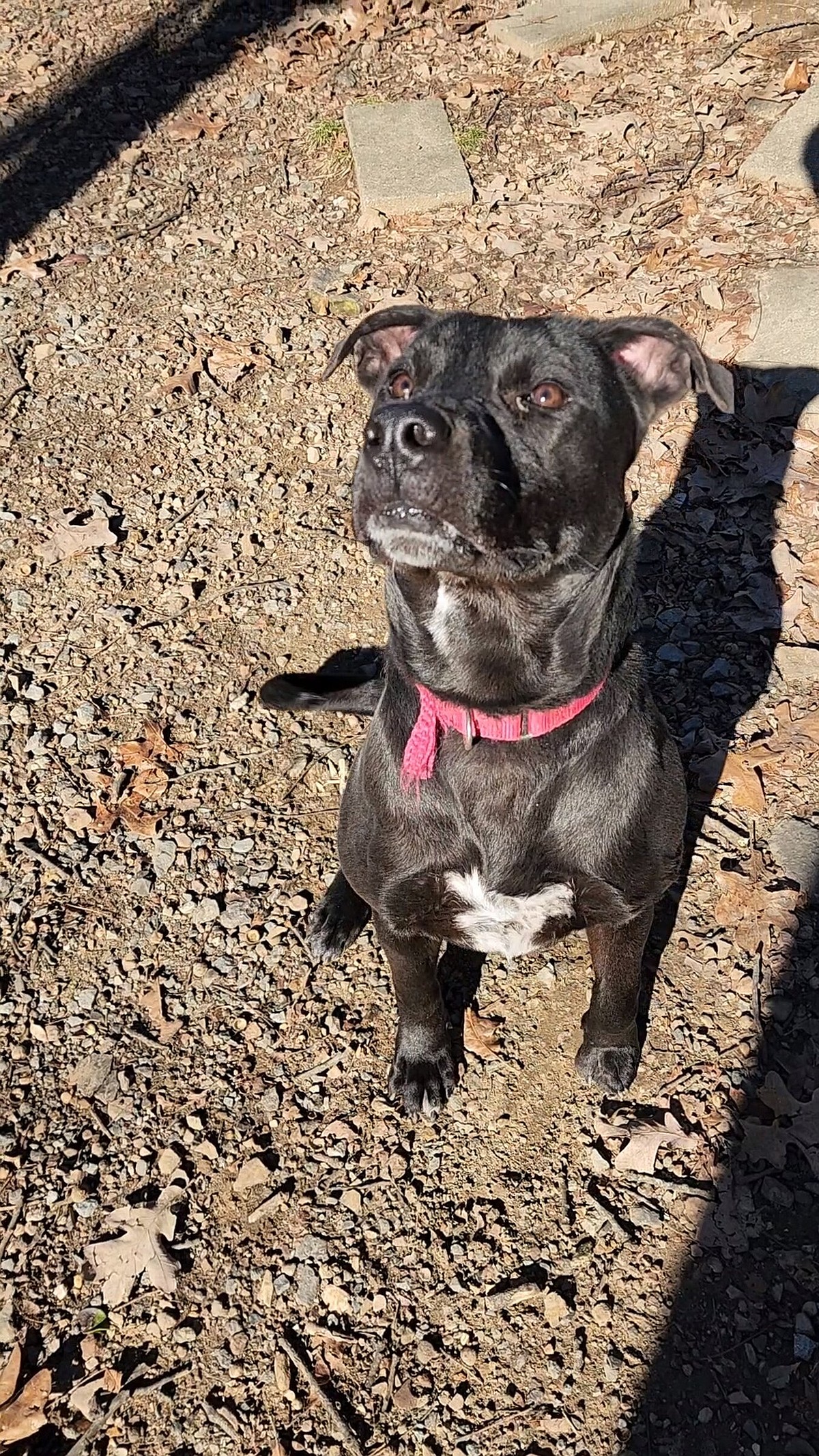 Pet of the week | The Arkansas Democrat-Gazette - Arkansas' Best News ...