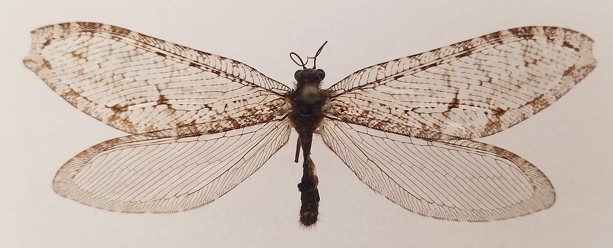 Big bug on Fayetteville Walmart may be relic or hitchhiker | The ...