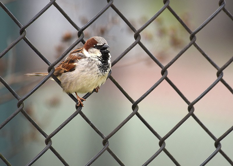 Photo of the Day | Chattanooga Times Free Press