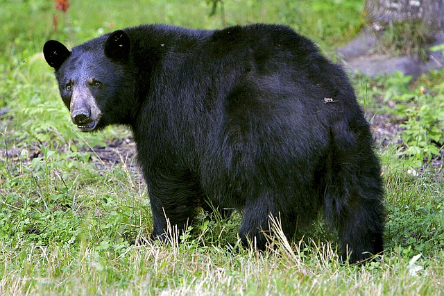 Bear attack victim in stable condition at UAMS in Little Rock | River ...