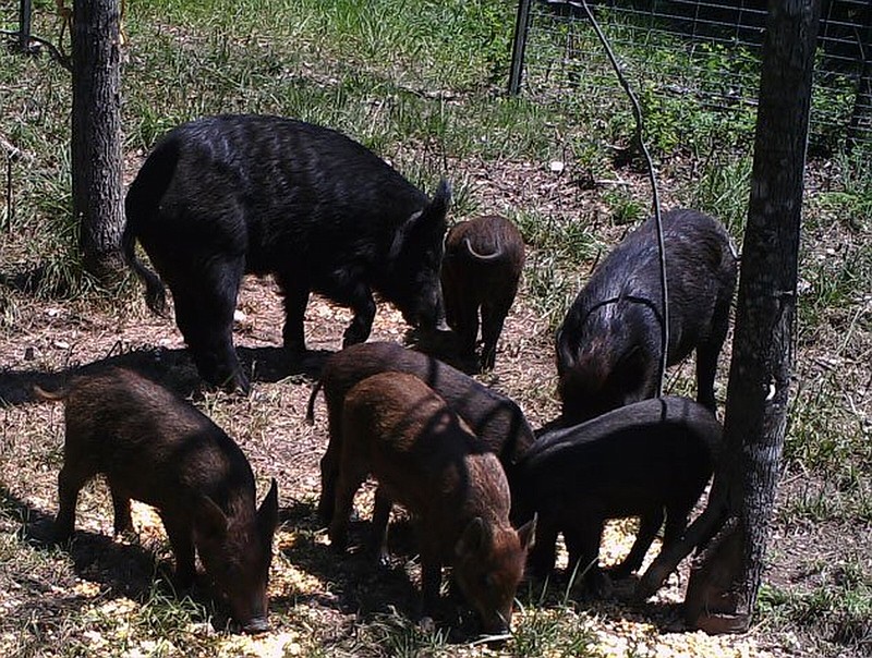 Winter adds to predator problem | Pine Bluff Commercial News