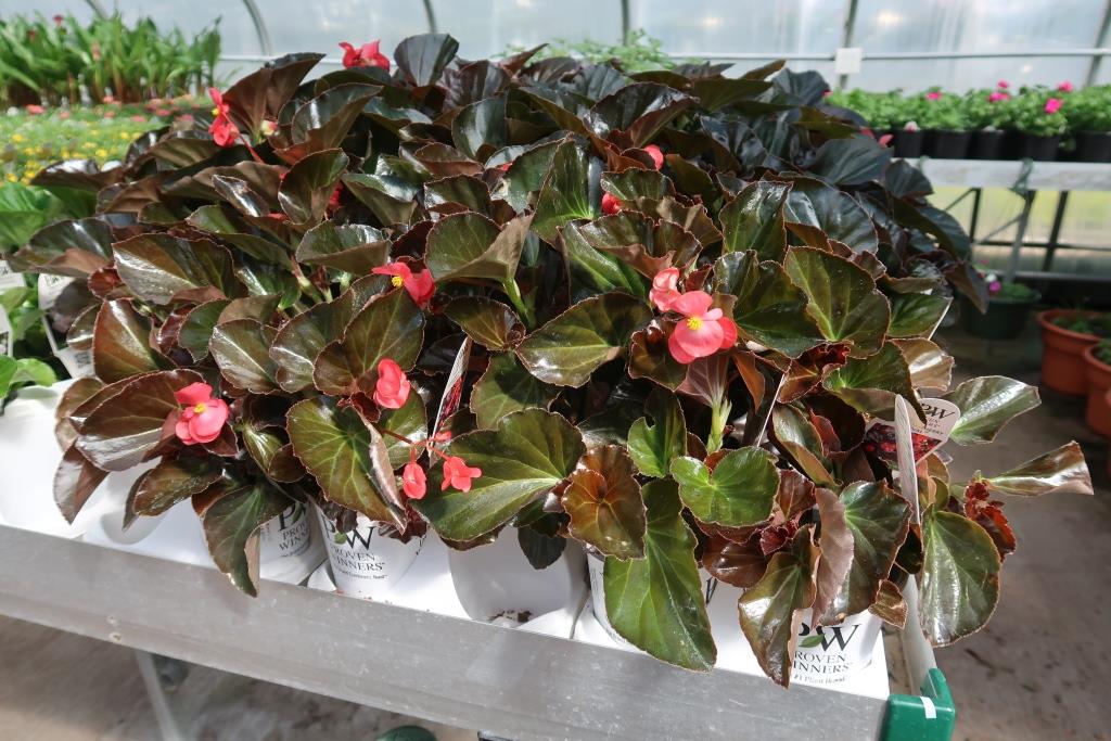 Access Plant Sale 2023 | The Arkansas Democrat-Gazette - Arkansas' Best ...