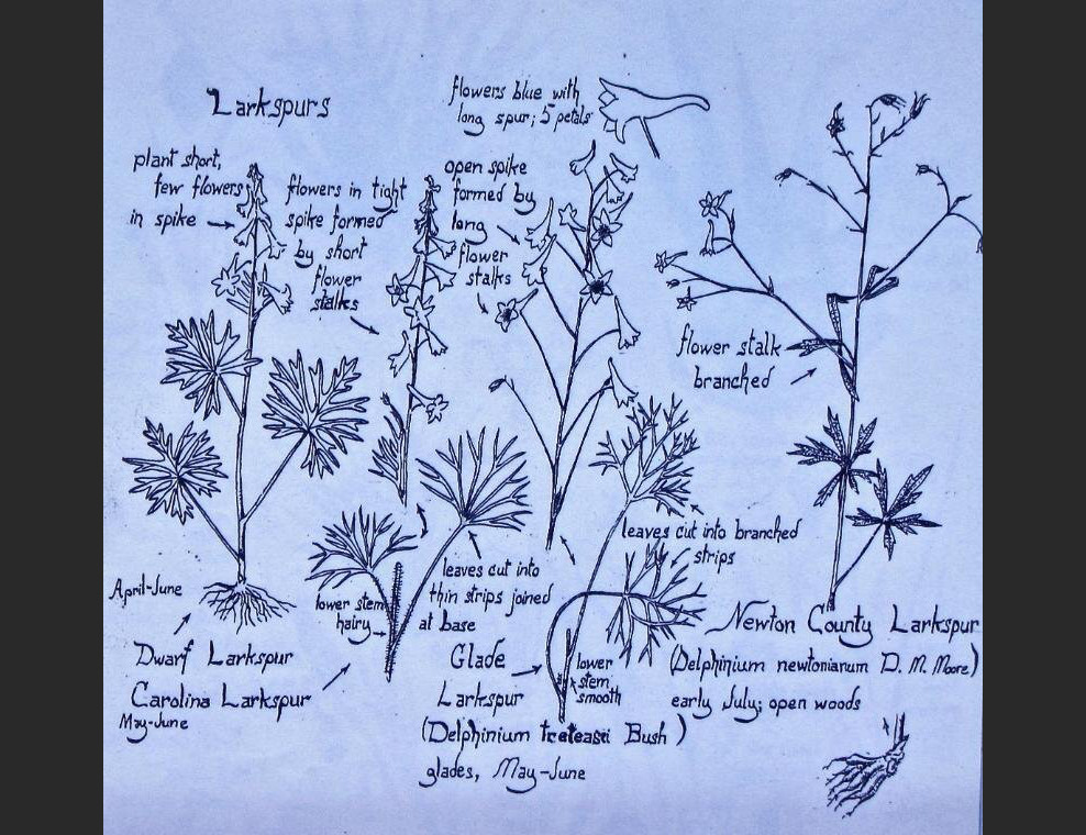 ARKANSAS SIGHTSEEING: ‘Forty Years in the Woods’ exhibit shows Kent ...