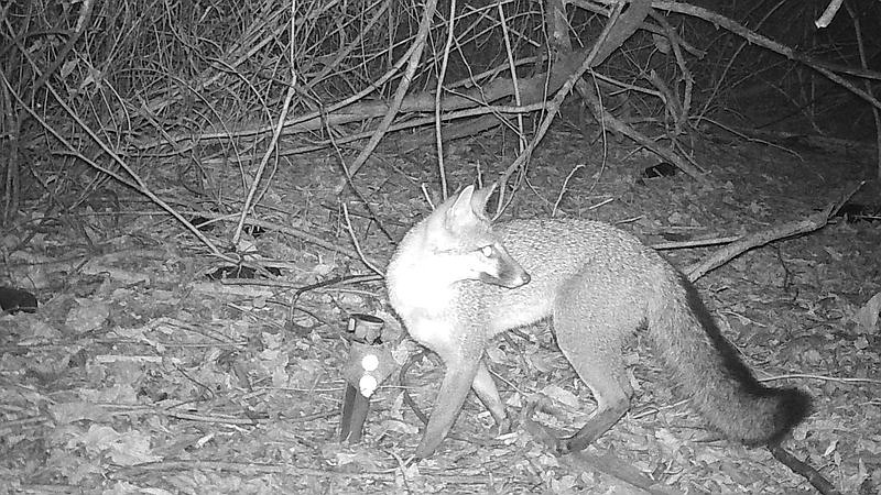 Get to know the gray fox, a tree climber with a healthy appetite for ...