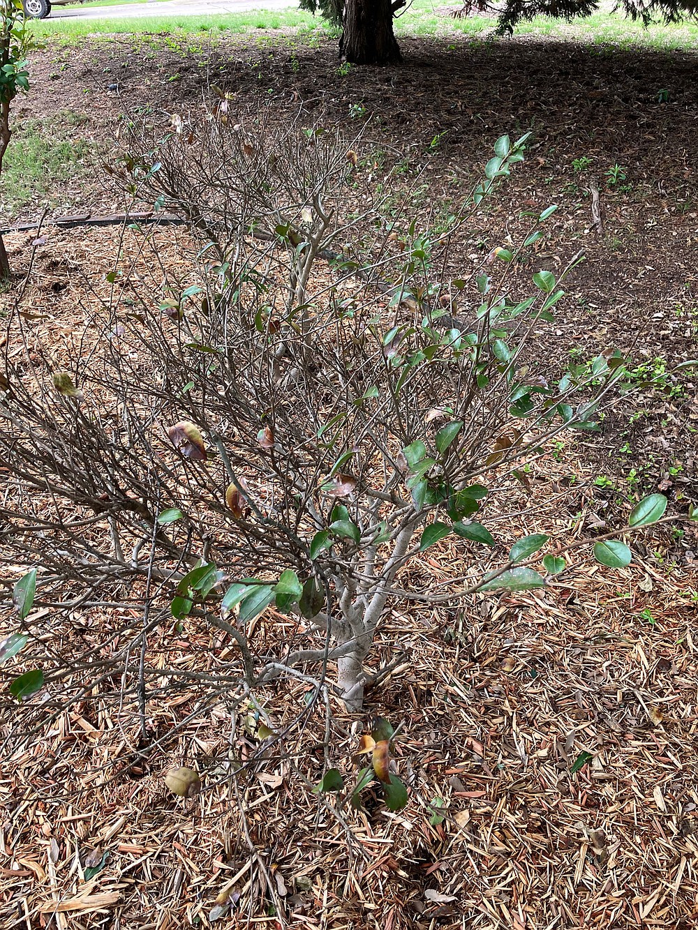 IN THE GARDEN: Here’s how to tell whether crape myrtles are dead or ...