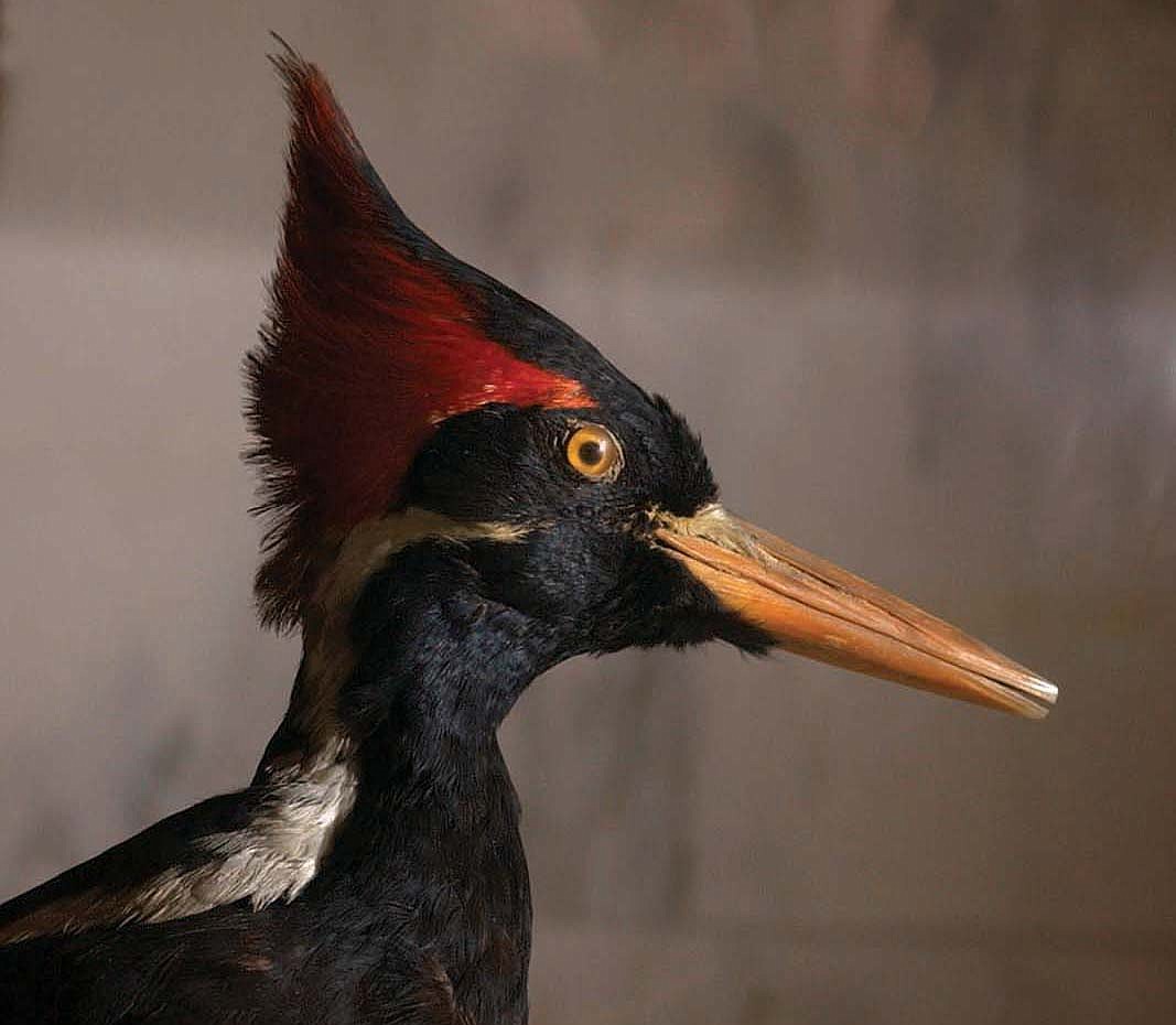 New ivory-billed claims published | The Arkansas Democrat-Gazette ...