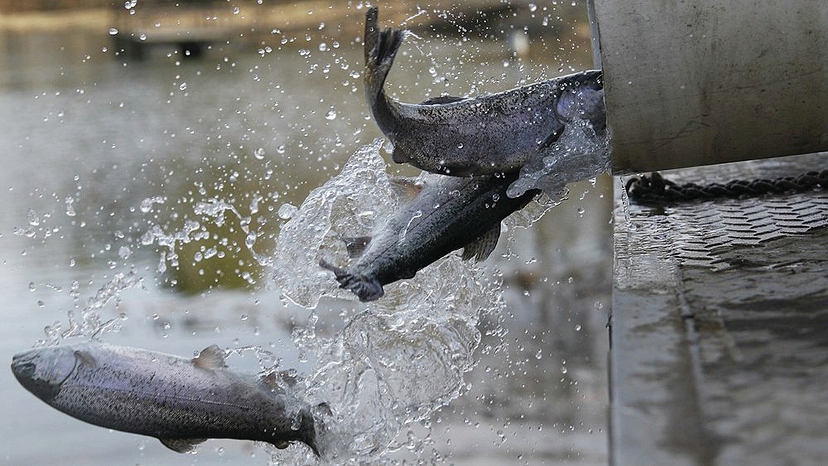 Arkansas Game and Fish: Remodeled hatchery loads first batch of rainbow ...