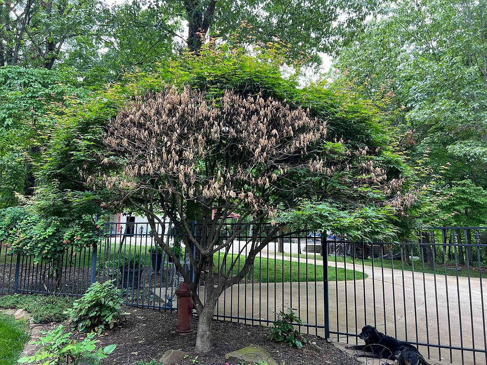 IN THE GARDEN: When identifying Queen Anne’s lace, look for the smaller ...