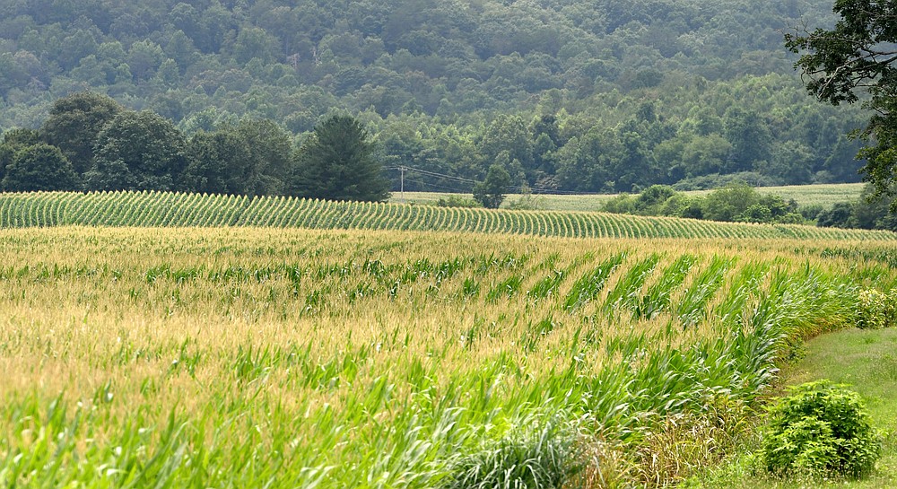 High corn at McDonald Farm | Chattanooga Times Free Press