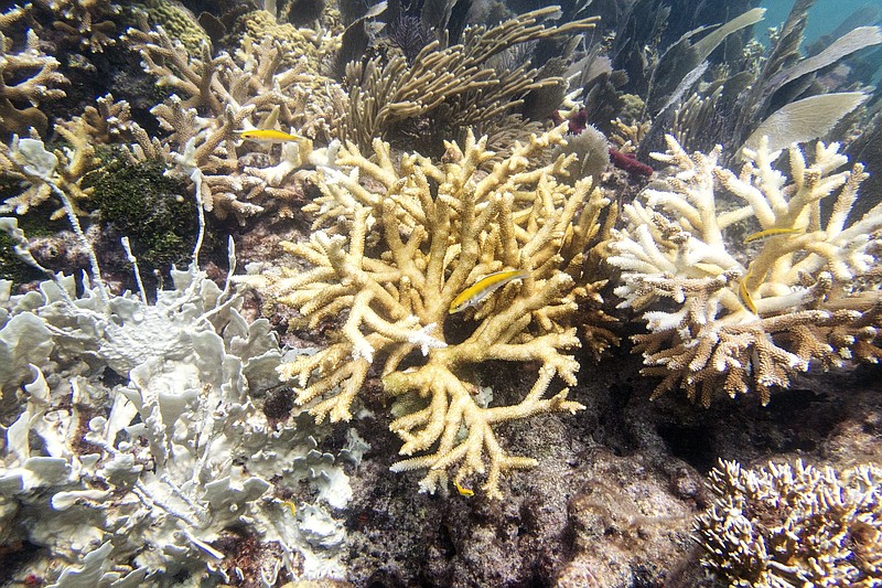 Scientists say Florida Keys coral reefs are already bleaching as water ...
