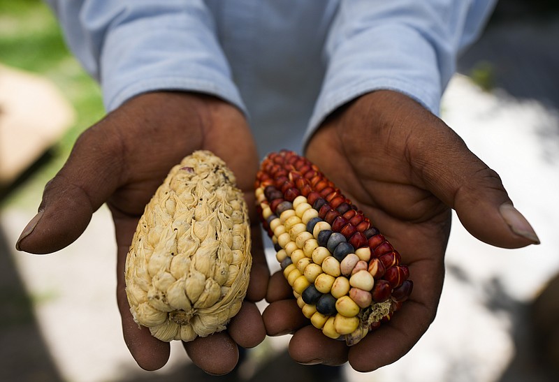 Heirloom corn in a rainbow of colors makes a comeback in Mexico, where ...