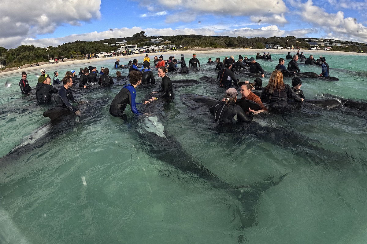 Volunteers working to save nearly 100 beached whales in Australia, but ...