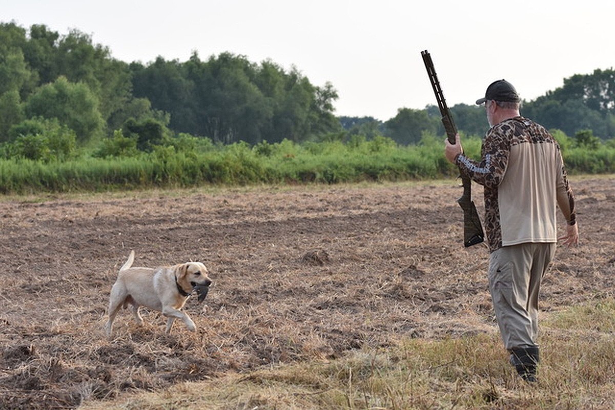 Dive into doves | Northwest Arkansas Democrat-Gazette