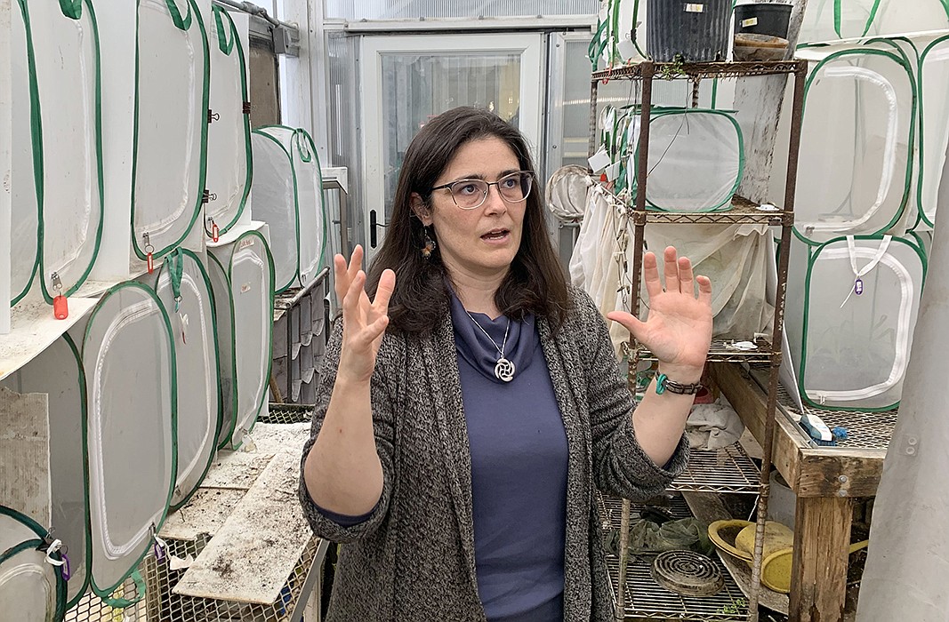 University of Arkansas professor receives grant to study butterflies ...