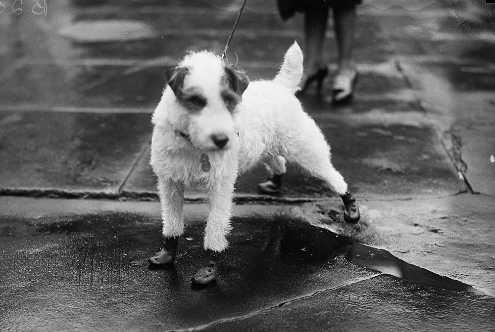 OLD NEWS: Rebecca, Raccoon of the White House, clawed her way into ...