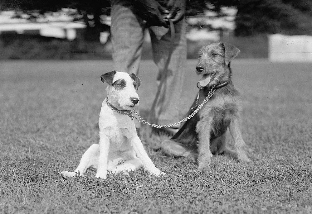 OLD NEWS: Rebecca, Raccoon of the White House, clawed her way into ...