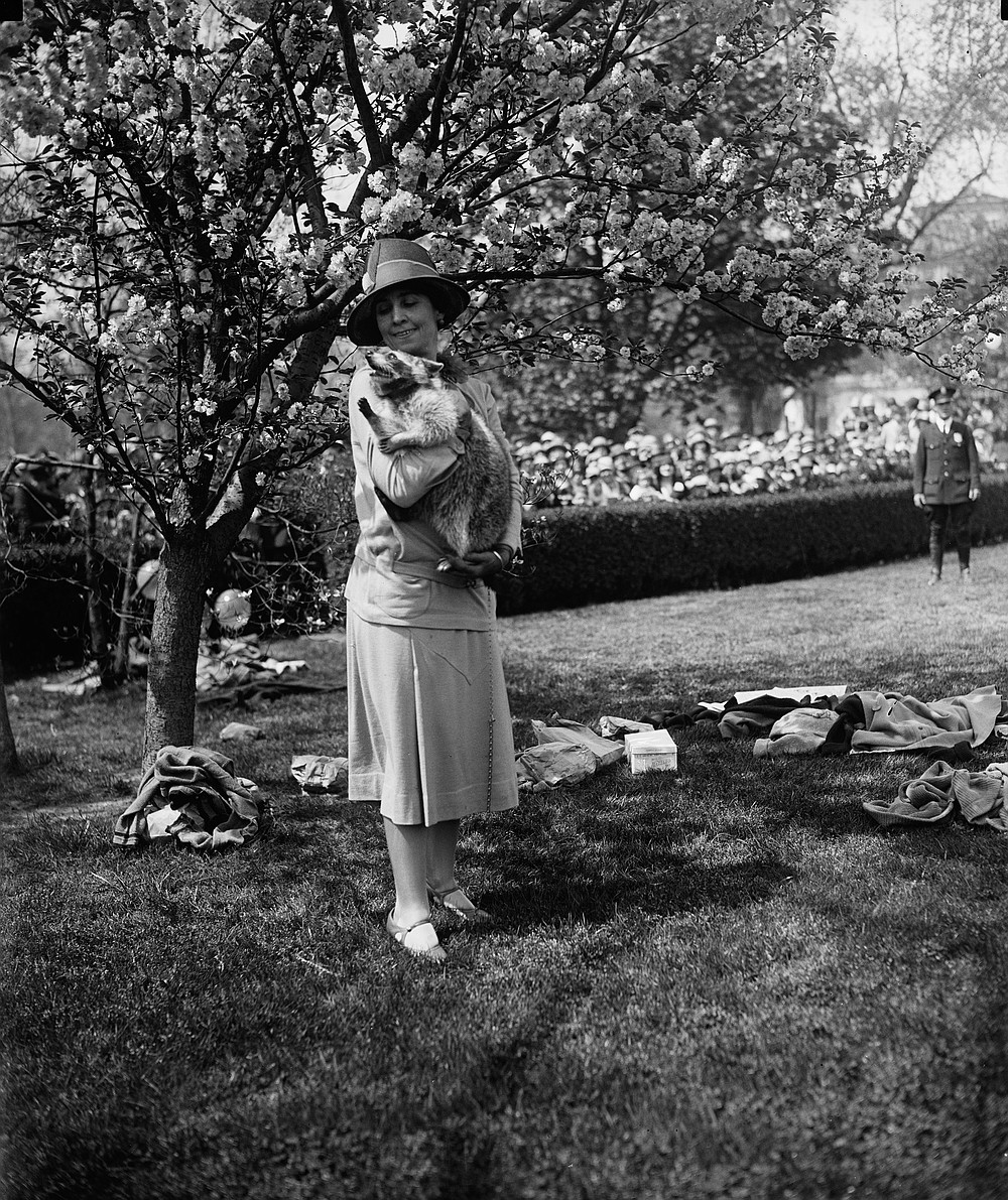 OLD NEWS: Rebecca, Raccoon of the White House, clawed her way into ...