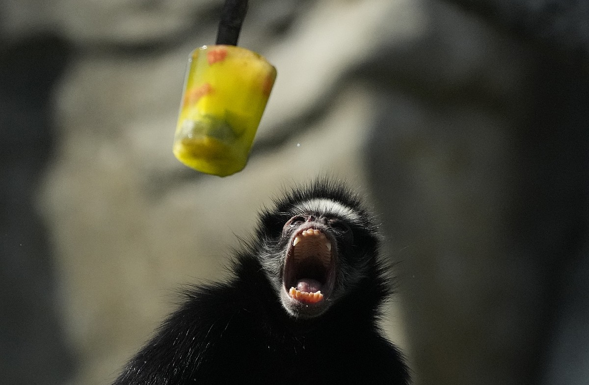 Ice pops cool down monkeys in Brazil at a Rio zoo during a rare winter ...