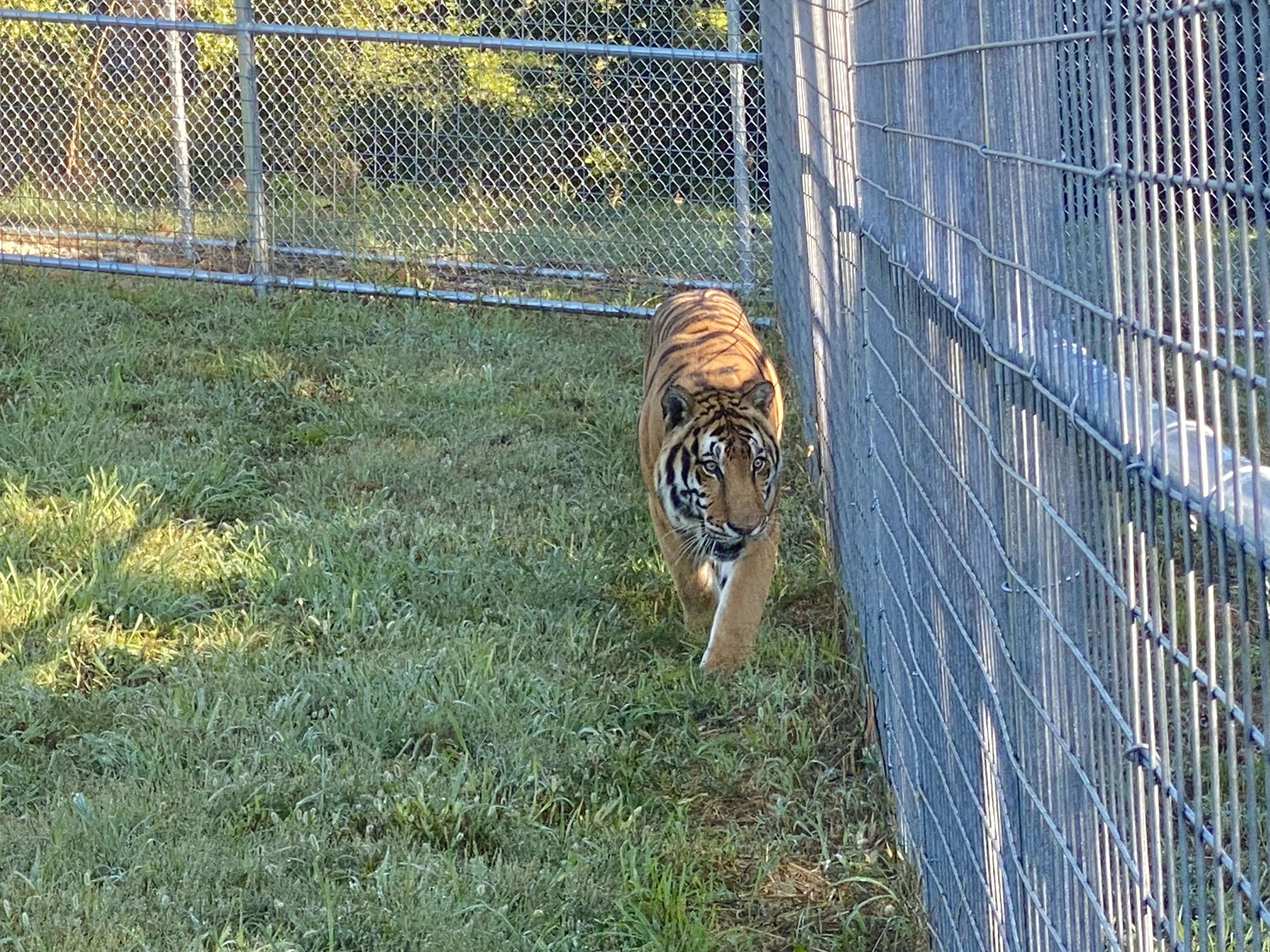Turpentine Creek Wildlife Refuge receives 3 tigers, 3 more expected by ...