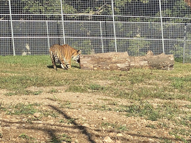 Turpentine Creek Wildlife Refuge receives 3 tigers, 3 more expected by ...