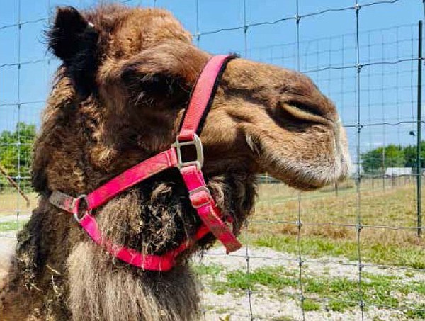 Holts Summit petting zoo provides private hands-on encounters, animal ...