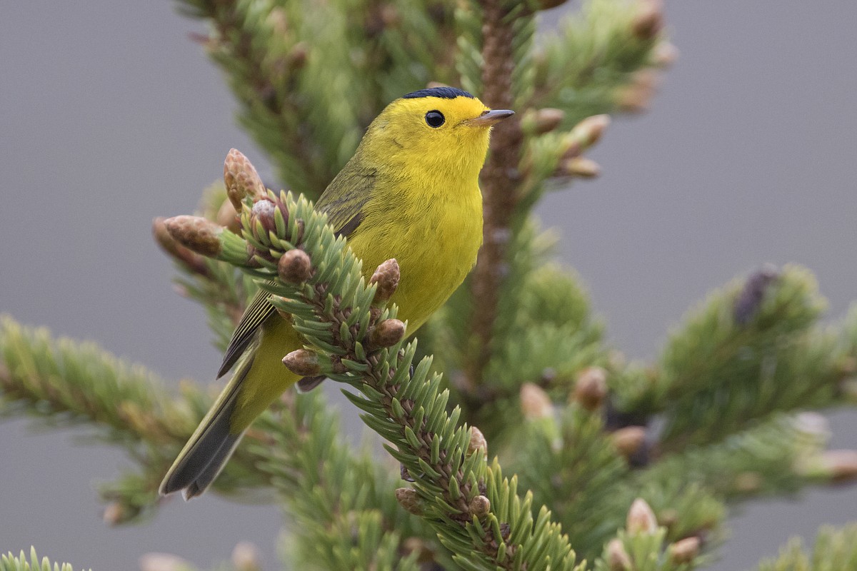 Ornithological society to rename dozens of birds — and stop naming them ...