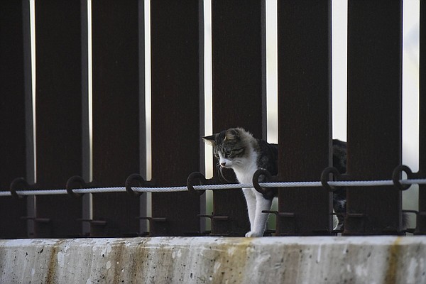 ‘Movable’ border wall raises questions | Northwest Arkansas Democrat ...