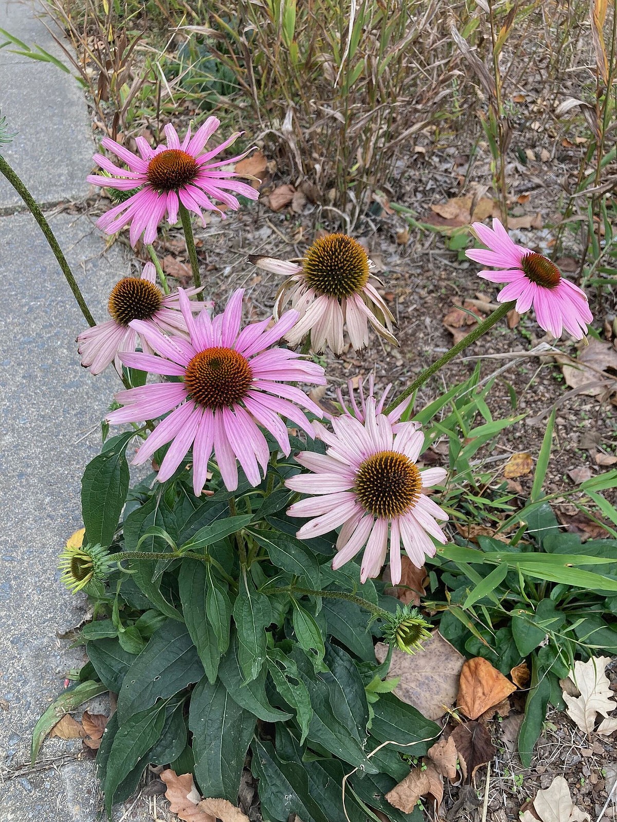 Grassland restoration | The Arkansas Democrat-Gazette - Arkansas' Best ...