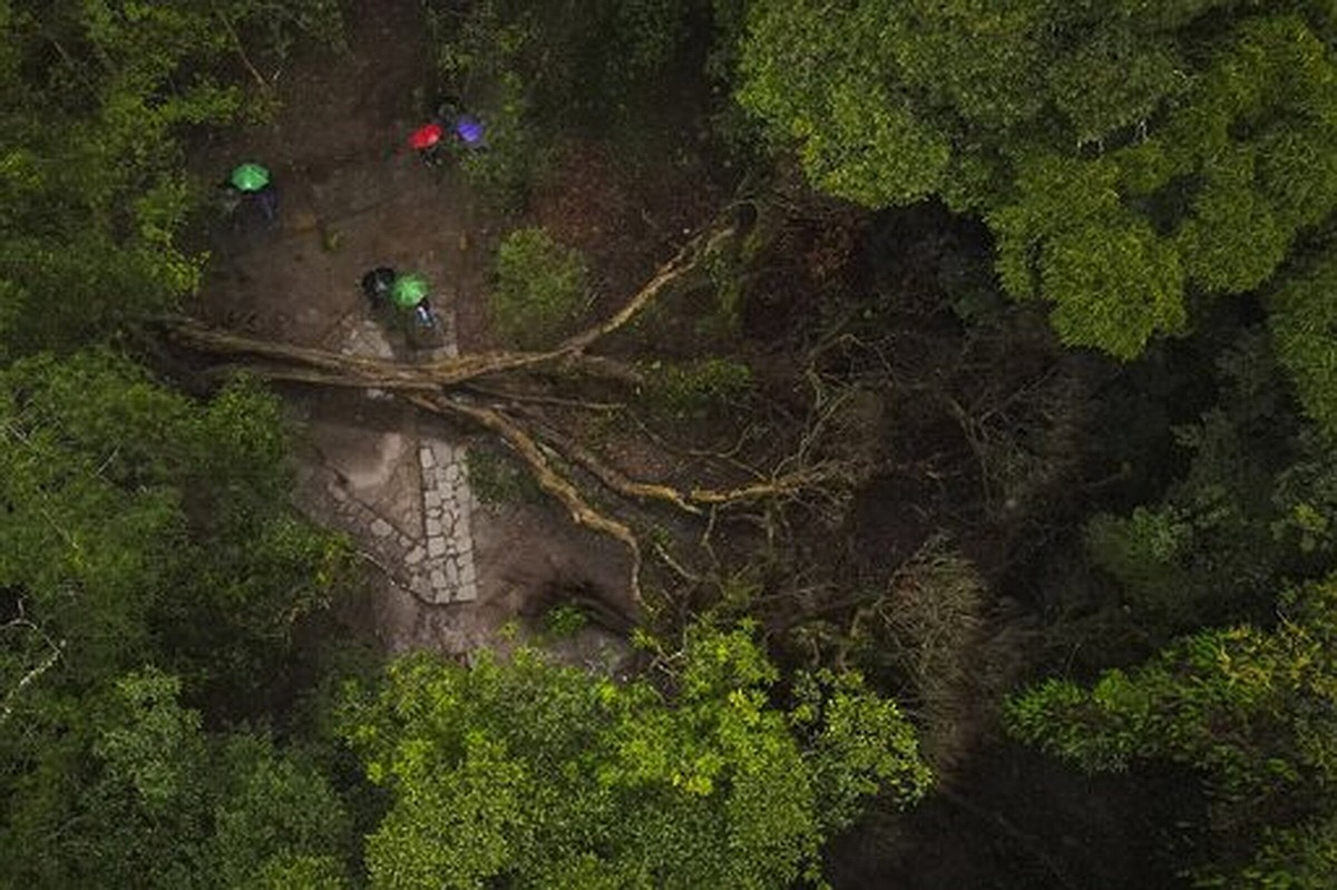 Mother forest | Northwest Arkansas Democrat-Gazette