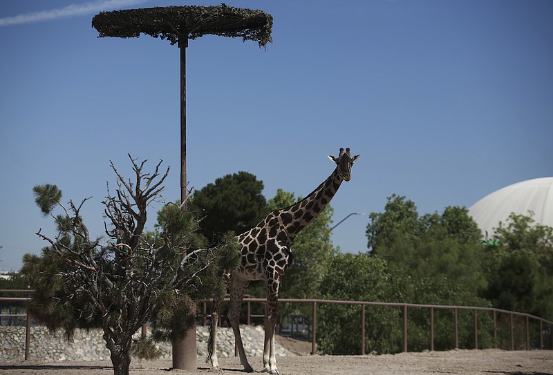 On his 50-hour journey to central Mexico, Benito the giraffe is boxed ...