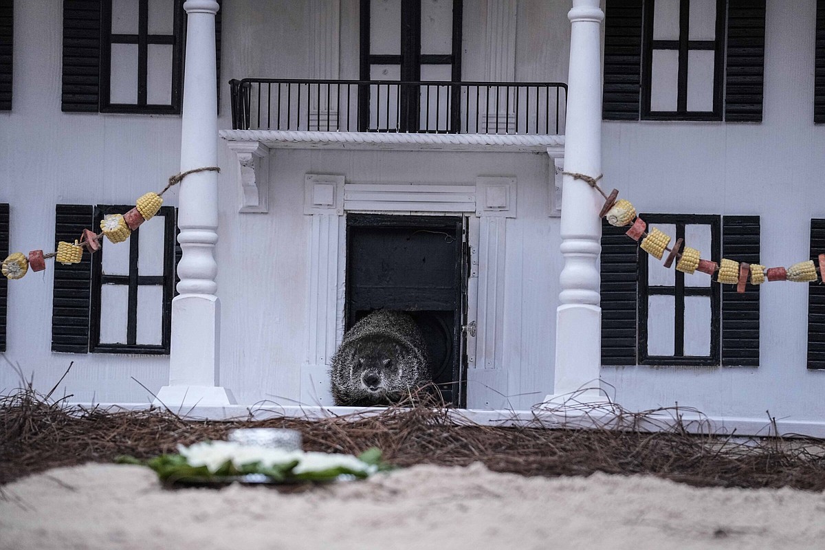 Famous Phil predicts an early spring | The Arkansas Democrat-Gazette ...