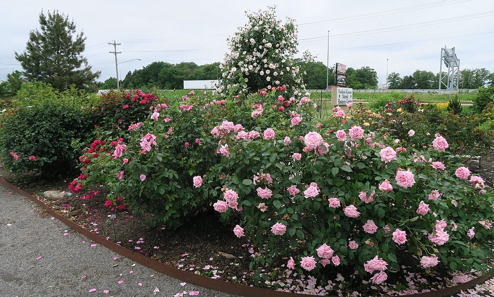 Janet Carson Roses Feb. 17 | The Arkansas Democrat-Gazette - Arkansas ...