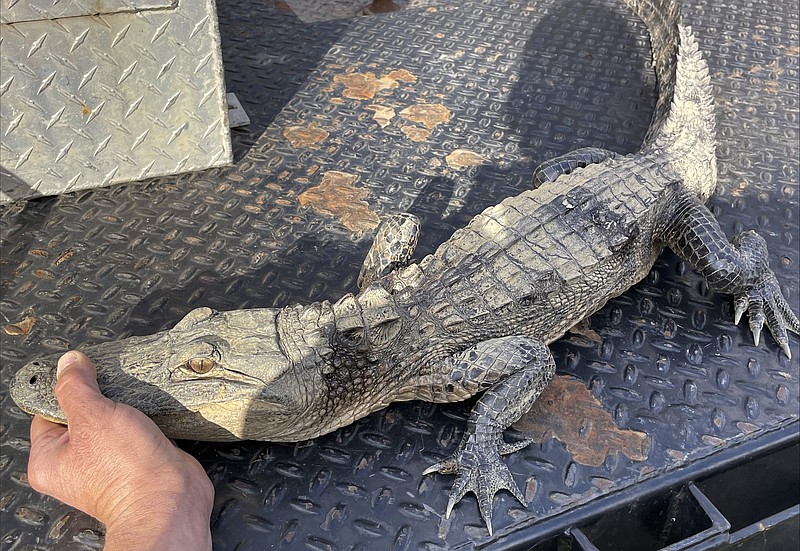 A Tennessee fisherman reeled in a big one. It turned out to be an ...