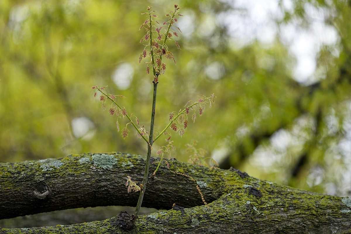 Allergy season arrived early in US. Here's how to keep pollen from ...
