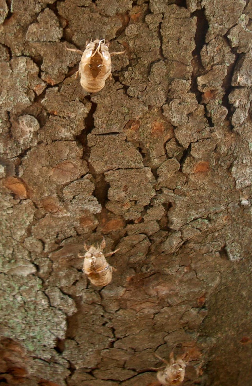 Cicadas! | The Arkansas Democrat-Gazette - Arkansas' Best News Source