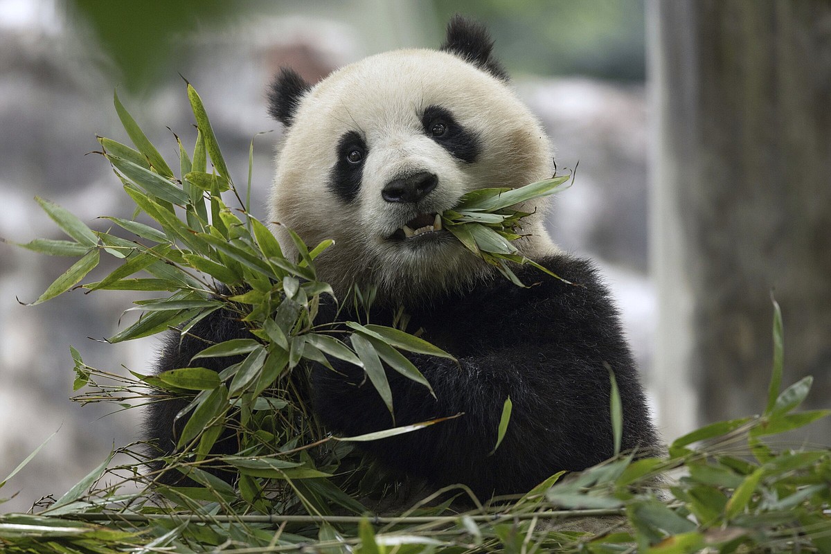 National Zoo announces arrival of pandas | Northwest Arkansas Democrat ...