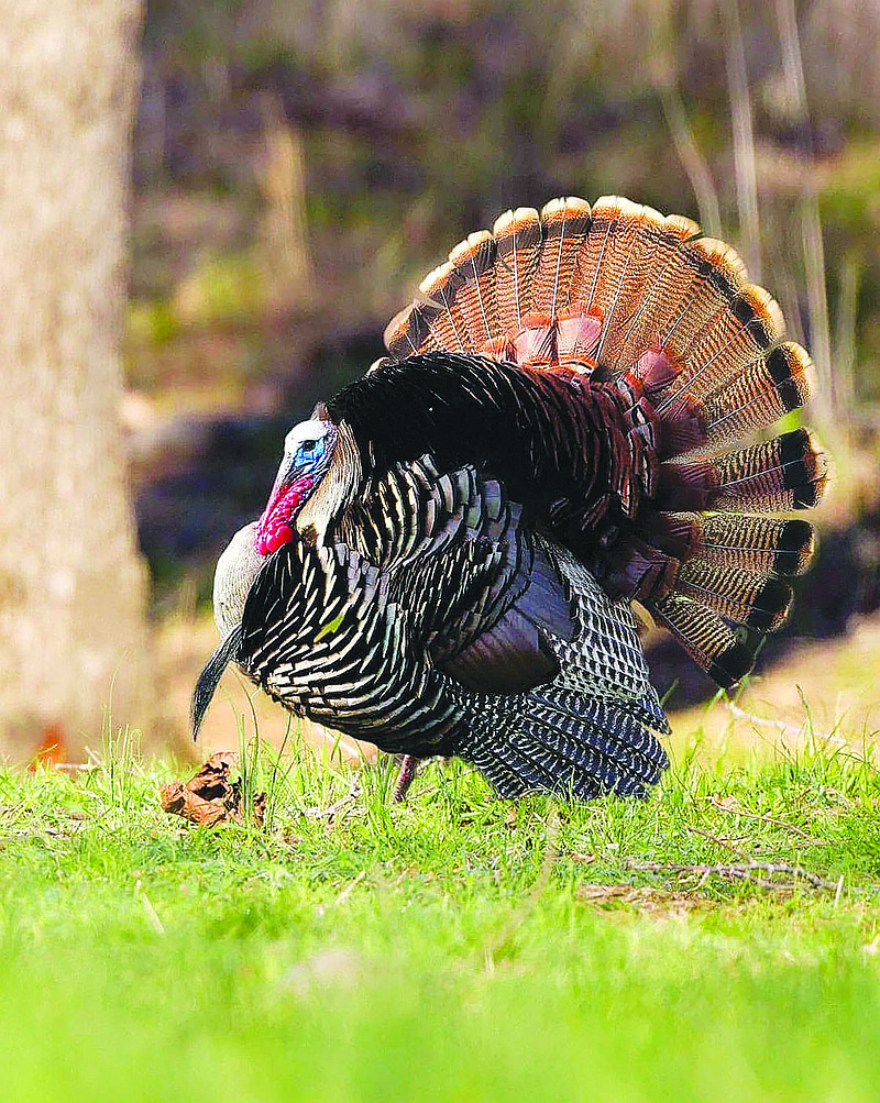 Hunters take more turkeys for third consecutive year | Northwest ...