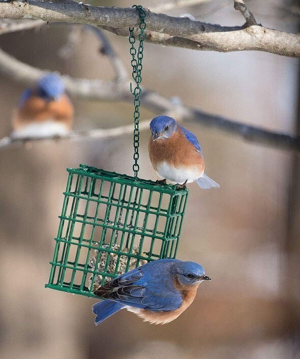 Audubon Christmas Bird Count needs birding volunteers | Jefferson City ...