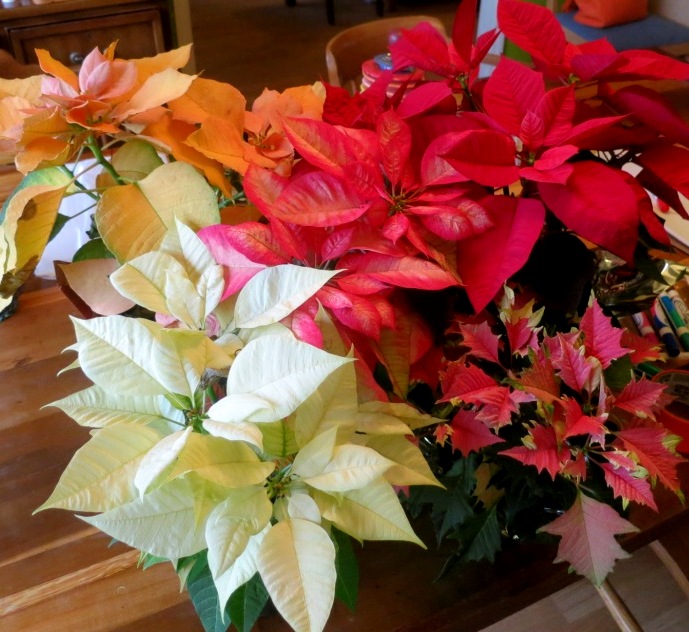 Poinsettias come in all colors | The Arkansas Democrat-Gazette ...