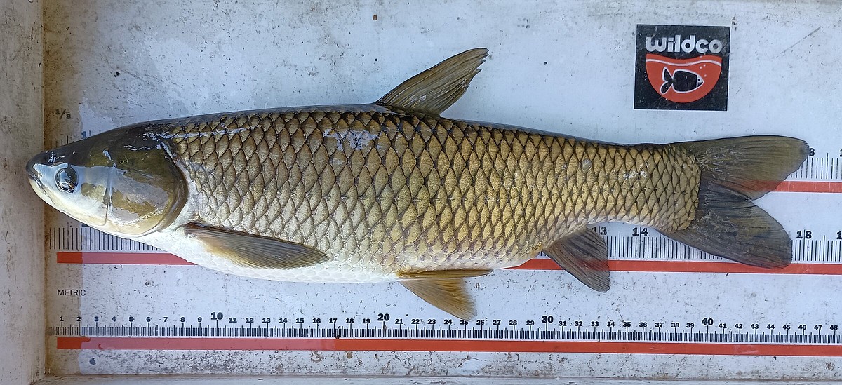 Carp’s pond clean-up selective | Pine Bluff Commercial News