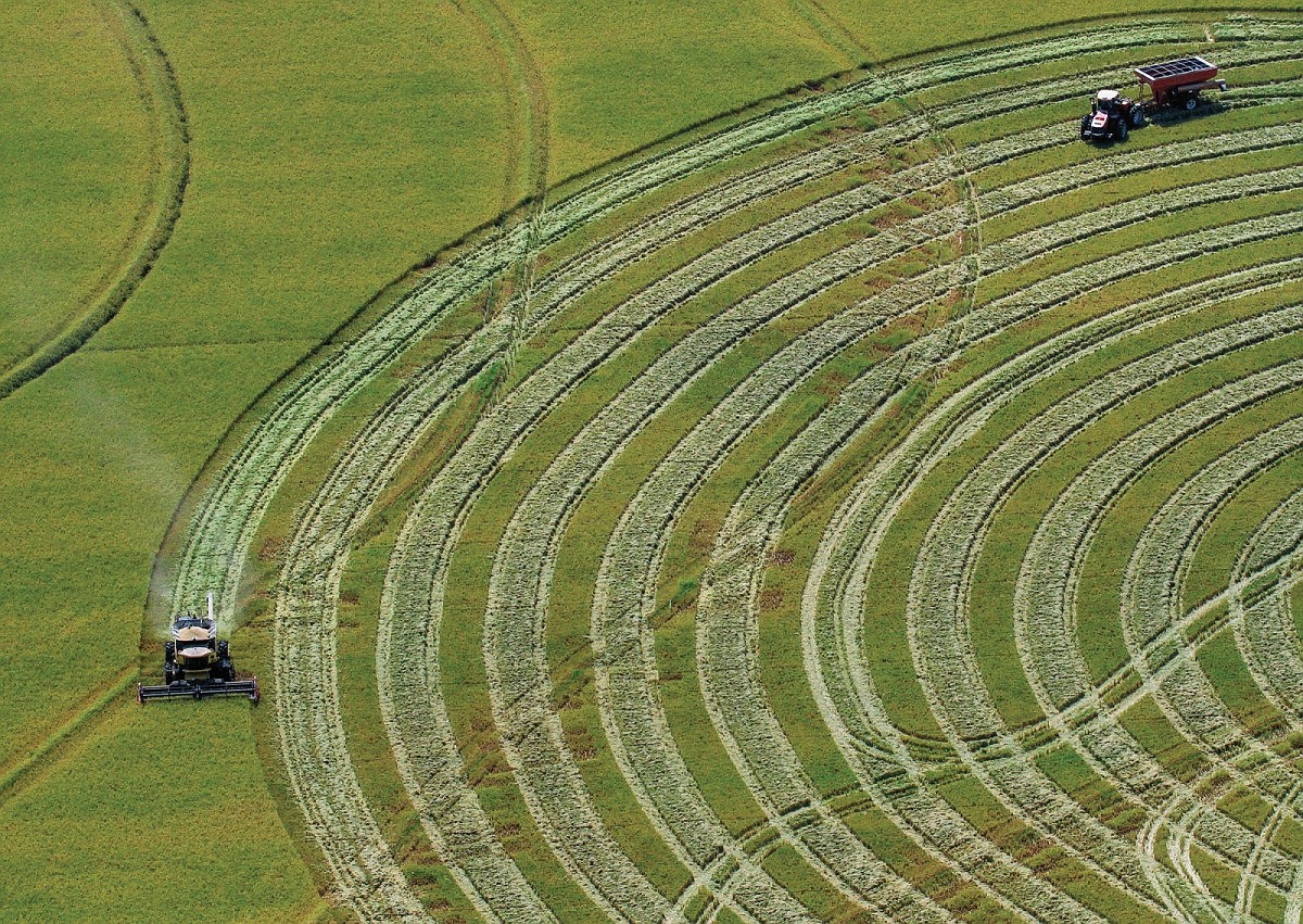 Arkansas farmers face steepest rice price drop in decades | The ...