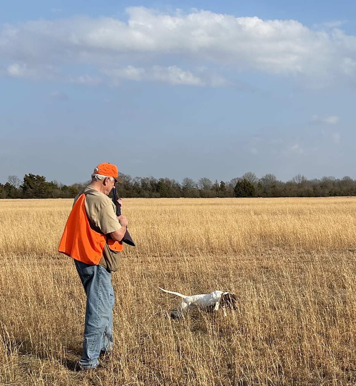 Cotton patch pheasant an oddity | Northwest Arkansas Democrat-Gazette