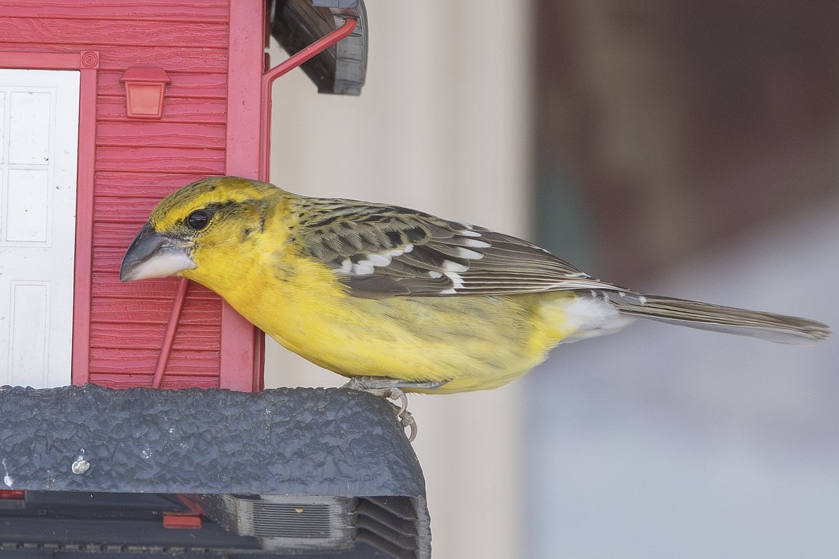 Mexican bird spotted in north Arkansas; fans flocking from other states ...
