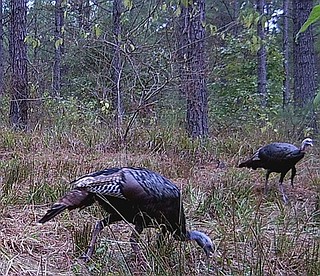 Turkey hunting success starts now | The Arkansas Democrat-Gazette ...