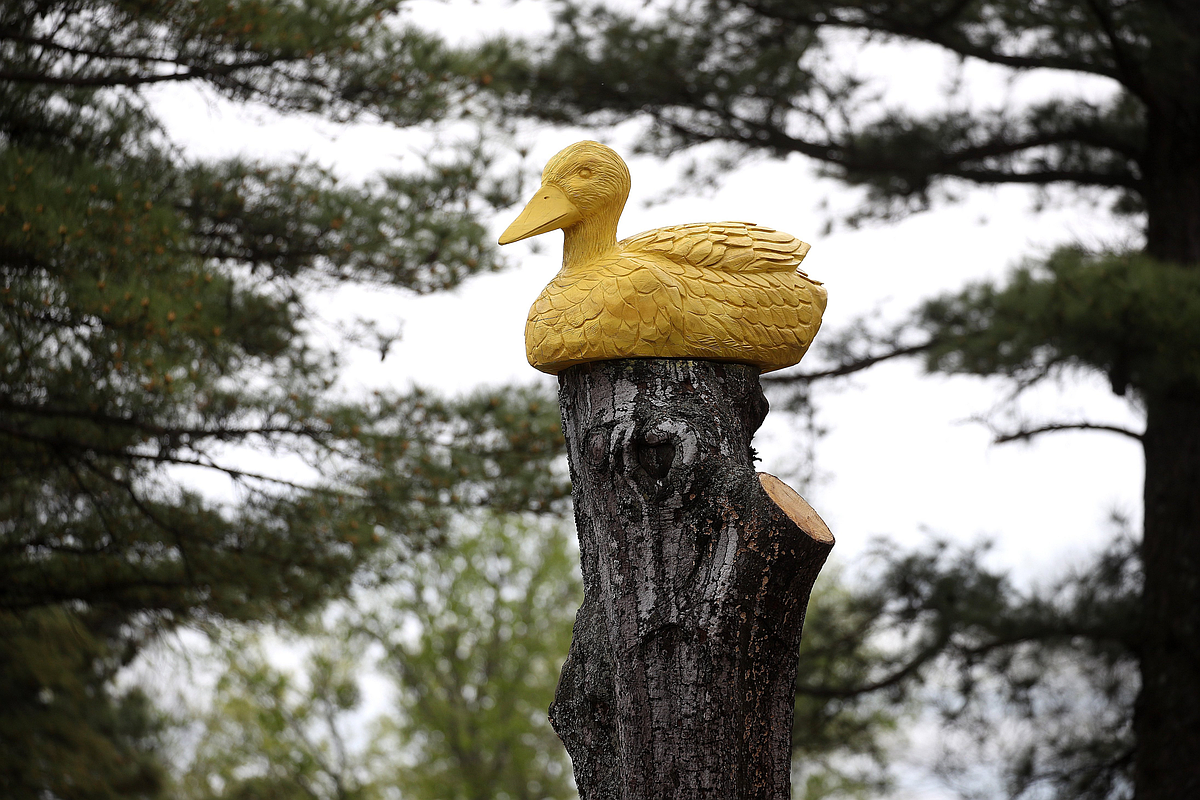 Duck, Duck, Big Duck: Downtown Little Rock seeing flock of duck art ...