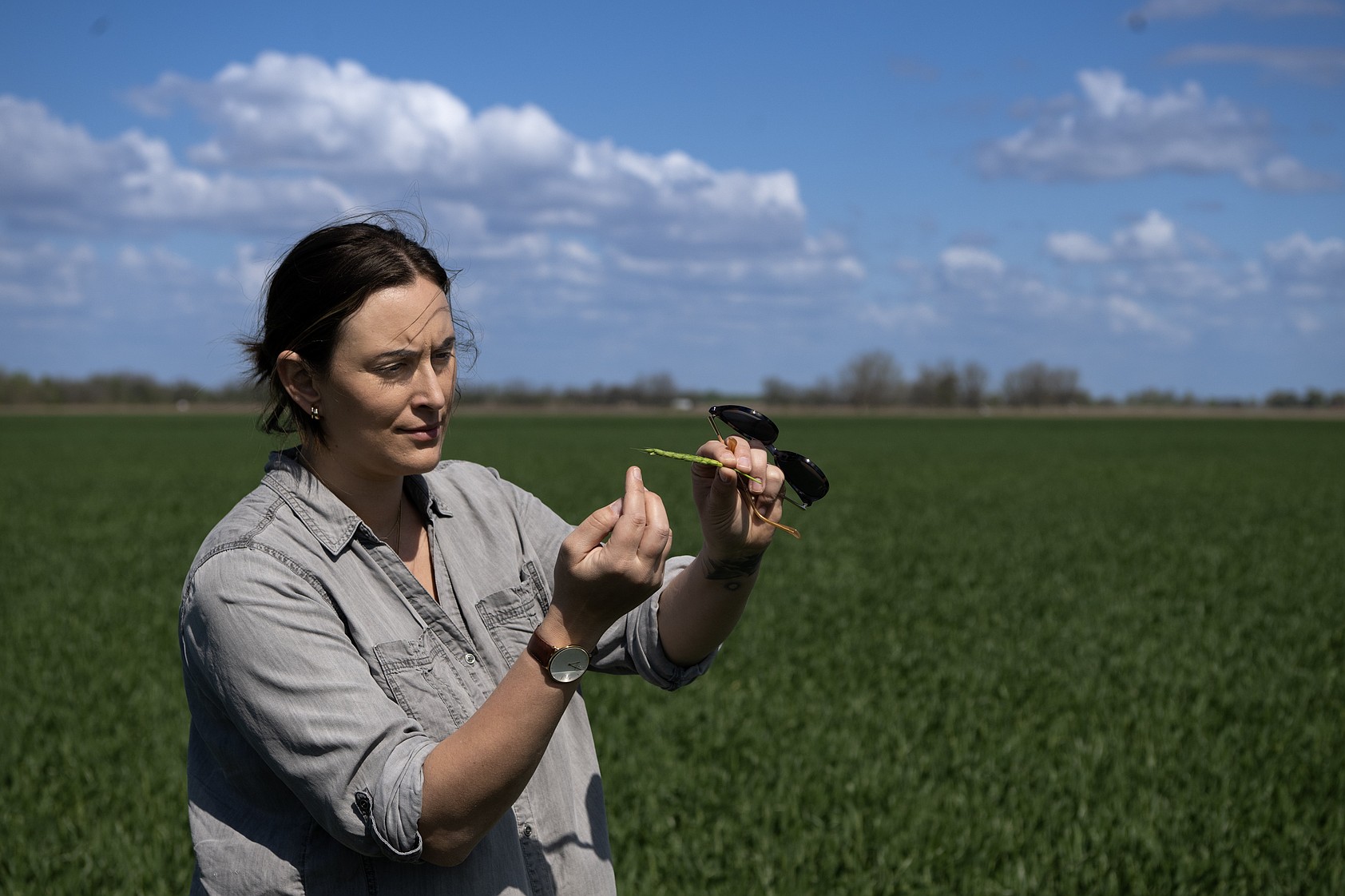Trade, weather and politics too much to overcome for Shoffner farm ...